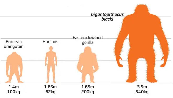 Researchers learned why Earth’s largest ape went extinct more than 200,000 years ago - News Cafe